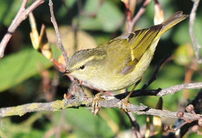 นกกระจิ๊ดแถบปีกสีส้ม Orange-barred Leaf Warbler – ภาพถ่ายนกทุกชนิดที่พบ ...