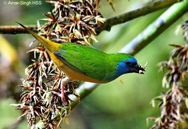 นกกระติ๊ดเขียว,ไผ่ Pin-tailed Parrotfinch – ภาพถ่ายนกทุกชนิดที่พบใน ...