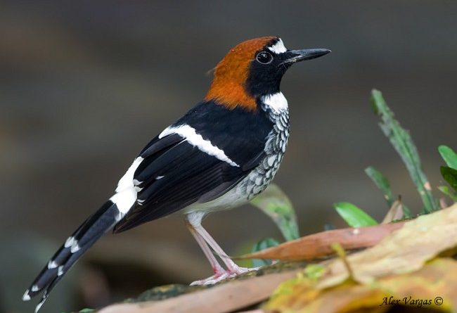 นกกางเขนน้ำหลังแดง Chestnut-naped Forktail – ภาพถ่ายนกทุกชนิดที่พบใน ...