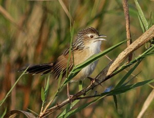 Rufous rumped Grassbird rufous-rumped-grassbird
