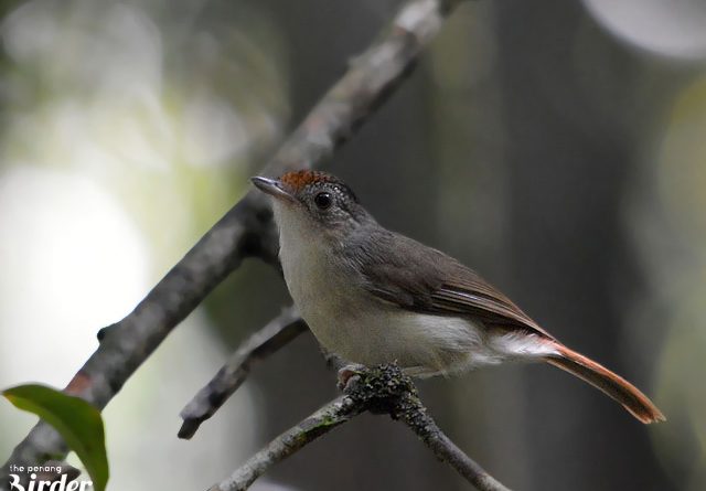 นกกินแมลงหัวแดงเล็ก Scaly-crowned Babbler – ภาพถ่ายนกทุกชนิดที่พบใน ...