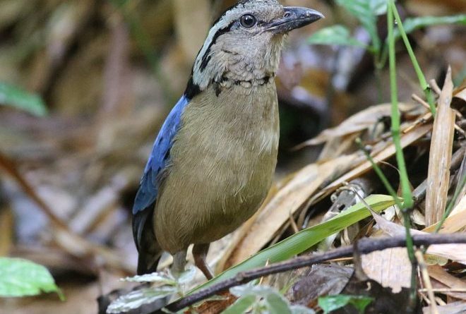 นกแต้วแล้วยักษ์ Giant Pitta – ภาพถ่ายนกทุกชนิดที่พบในประเทศไทย