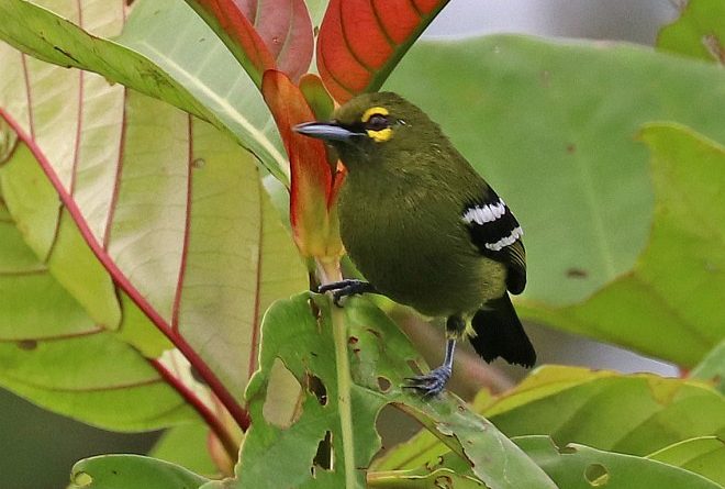 นกขมิ้นน้อยสีเขียว Green Iora – ภาพถ่ายนกทุกชนิดที่พบในประเทศไทย