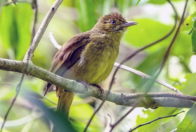 นกปรอดเล็กสีไพลตาแดง Olive Bulbul – ภาพถ่ายนกทุกชนิดที่พบในประเทศไทย