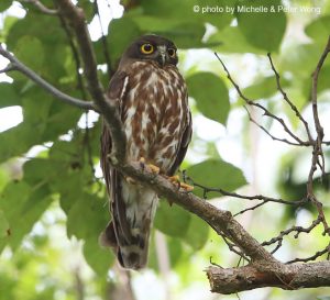 นกเค้าเหยี่ยวพันธุ์เหนือ Northern Boobook – ภาพถ่ายนกทุกชนิดที่พบใน ...