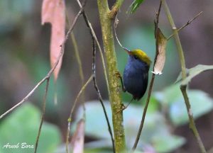 นกจุนจู๋หัวเหลือง Slaty-bellied Tesia – ภาพถ่ายนกทุกชนิดที่พบในประเทศไทย